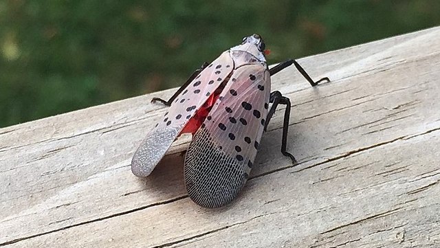 Homemade spotted lanternfly spray store